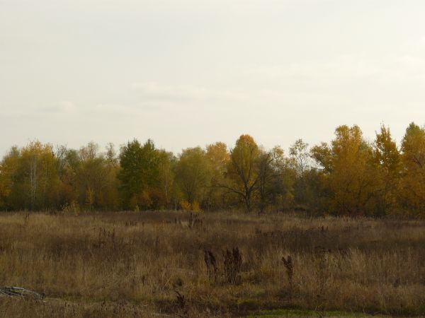 forest side view texture 0004 - Texturelib